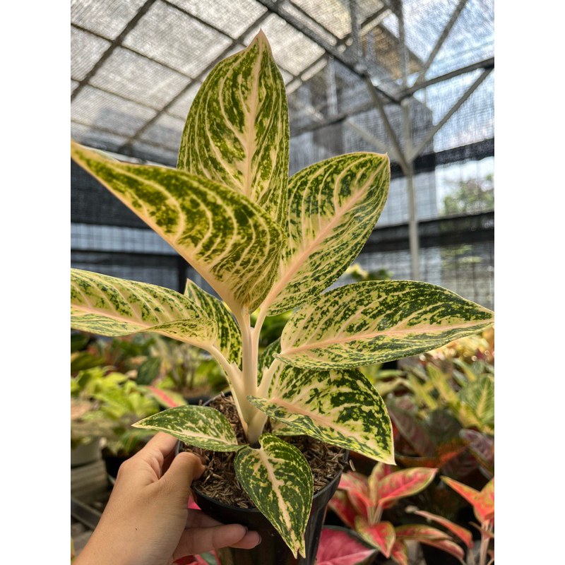 Jual Aglaonema Widuri Putih | Shopee Indonesia