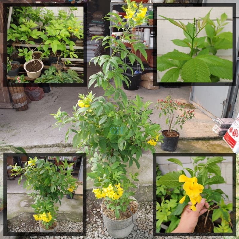 Jual Tanaman Hias Pohon Bunga Teko Mas Tekomari Tecoma Stans ...