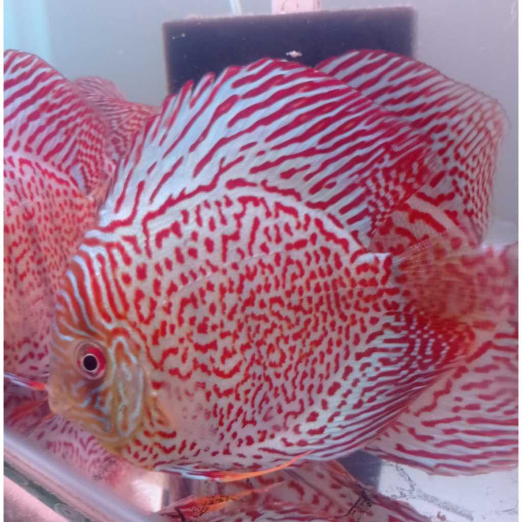 Jual Ikan Discus Leopard 2,5 inch s/d 5 inch | Shopee Indonesia