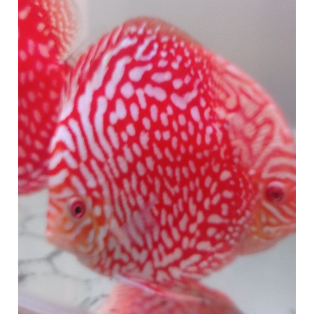 Jual Discus Red Pigeon 1,5 cm s/d 2 inch | Shopee Indonesia