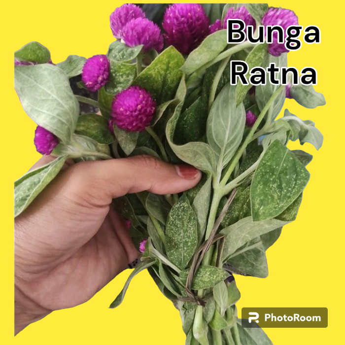Jual Bunga ratna/daun ratna sarana sembahyang | Shopee Indonesia