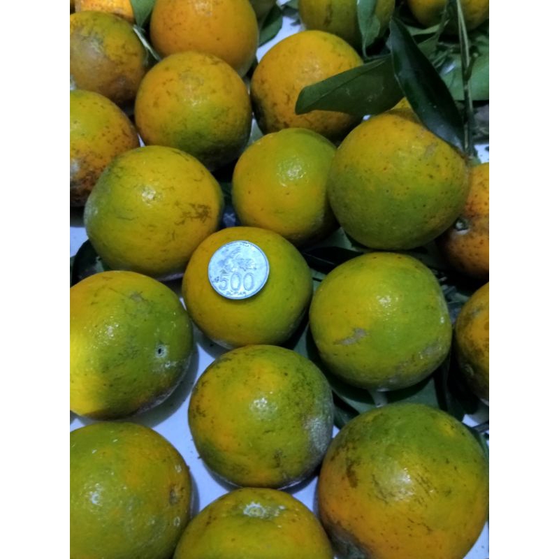Jual Jeruk baby java asli malang 500 g | Shopee Indonesia