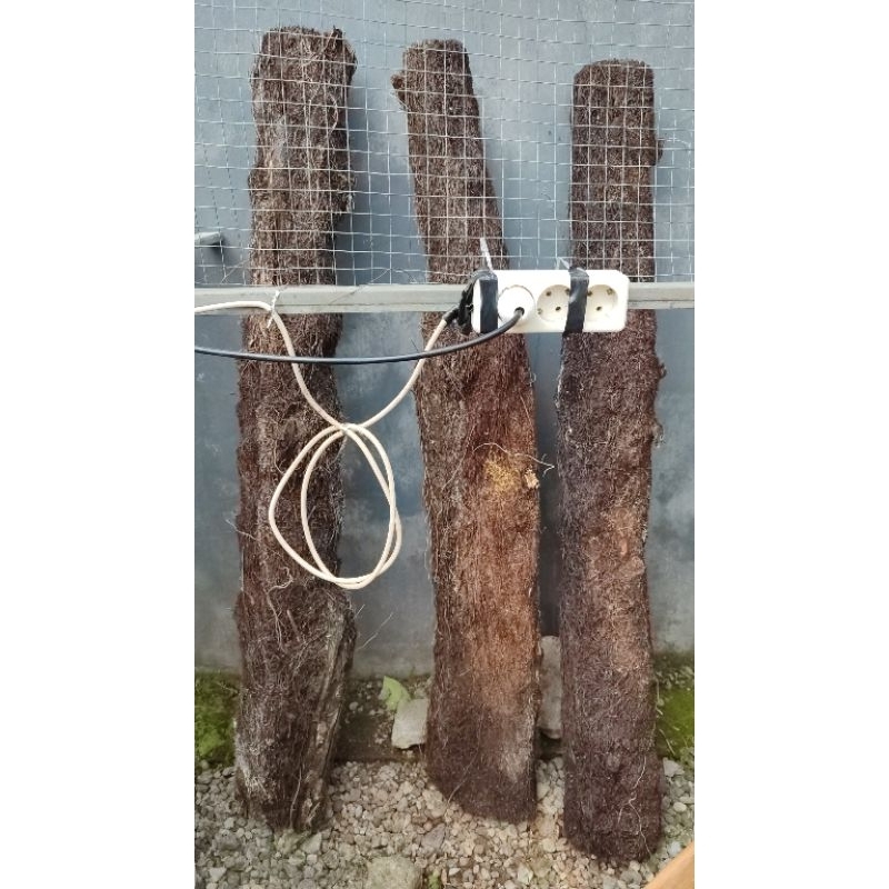 Jual Pohon Pakis | Shopee Indonesia
