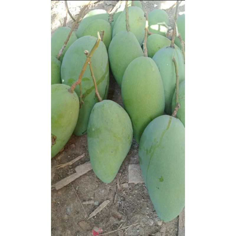 Jual mangga rujak mangga lombok 1kg | Shopee Indonesia