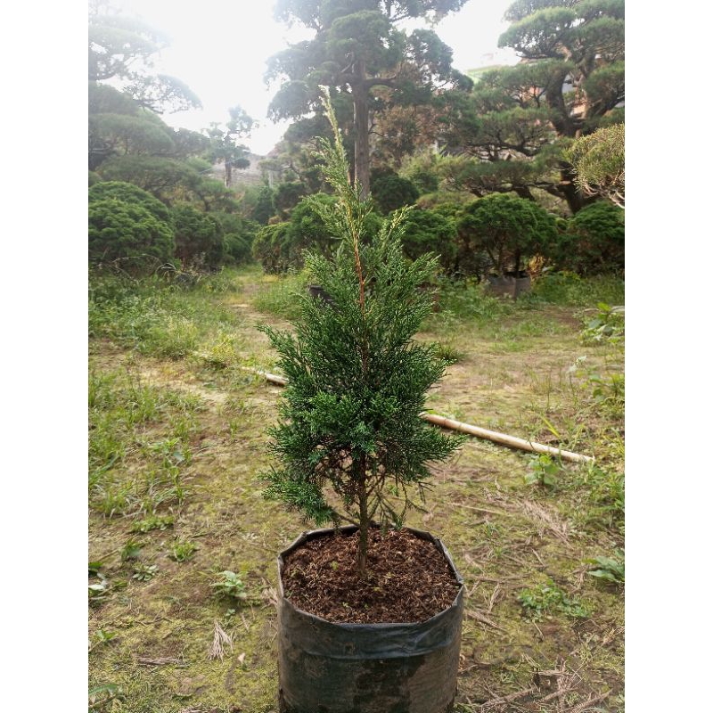 Jual Tanaman Hias Hidup Pohon Cemara daun Hijau Papua Pua Pua Bahan ...