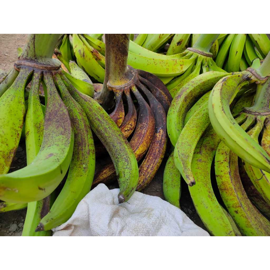 Jual PISANG TANDUK ASLI LERENG MURIA KUALITAS SUPER/GEDANG BYAR ...