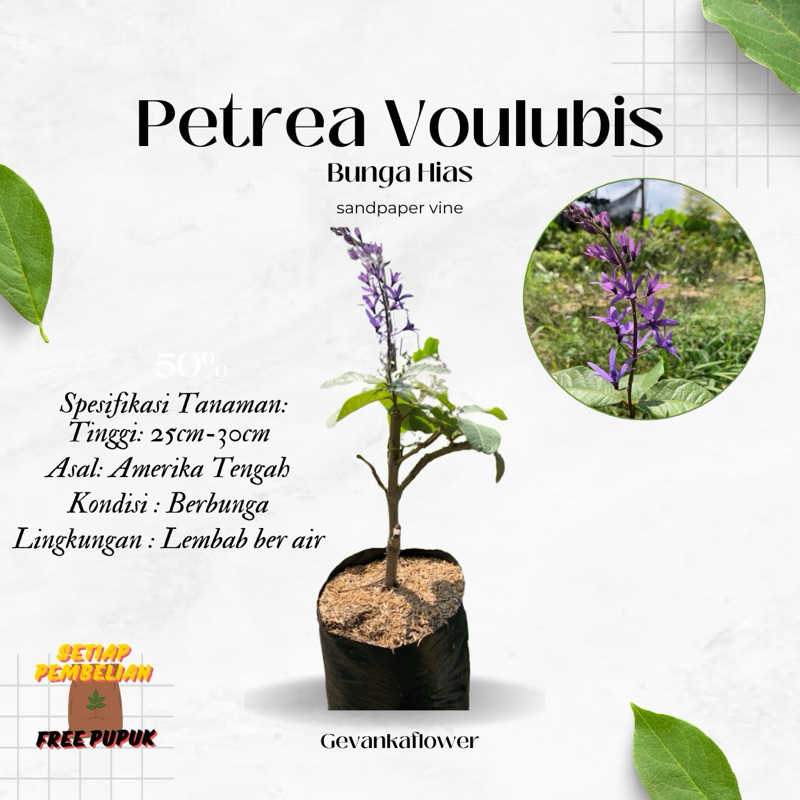 Jual Bunga Petrea Voulubis | Shopee Indonesia