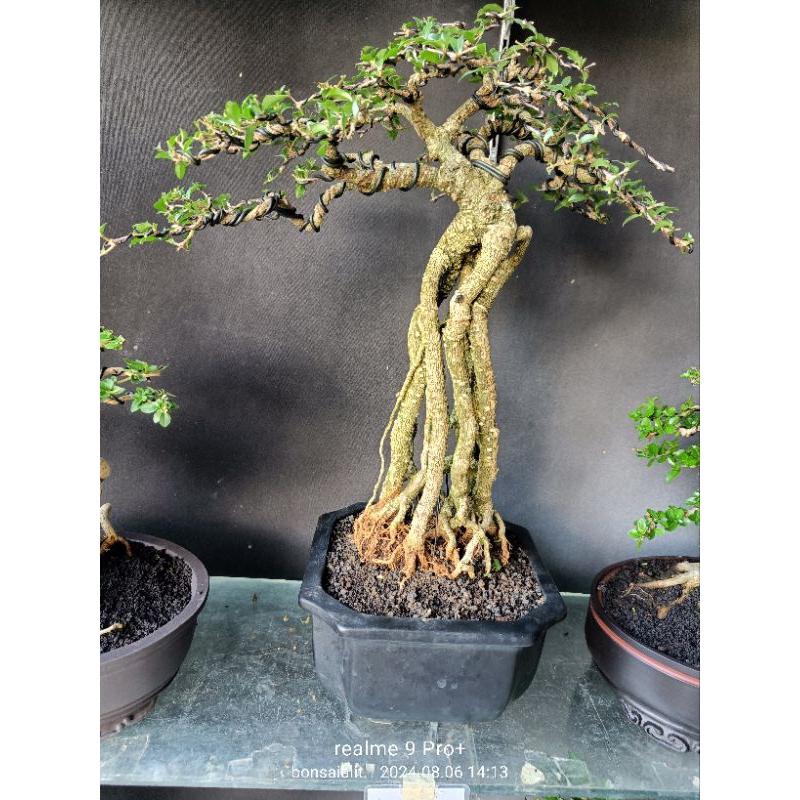 Jual bonsai sakura micro | Shopee Indonesia