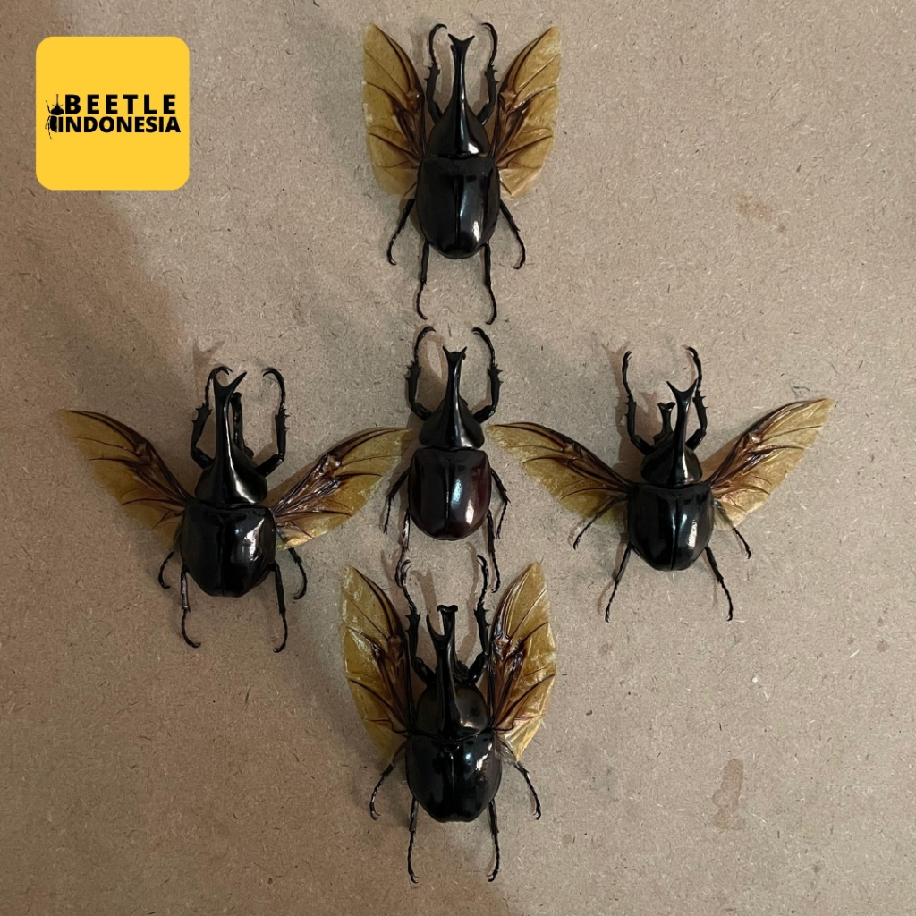 Jual Awetan Kumbang Xylotrupes Gideon-Awetan serangga-Spesimen-Beetle ...