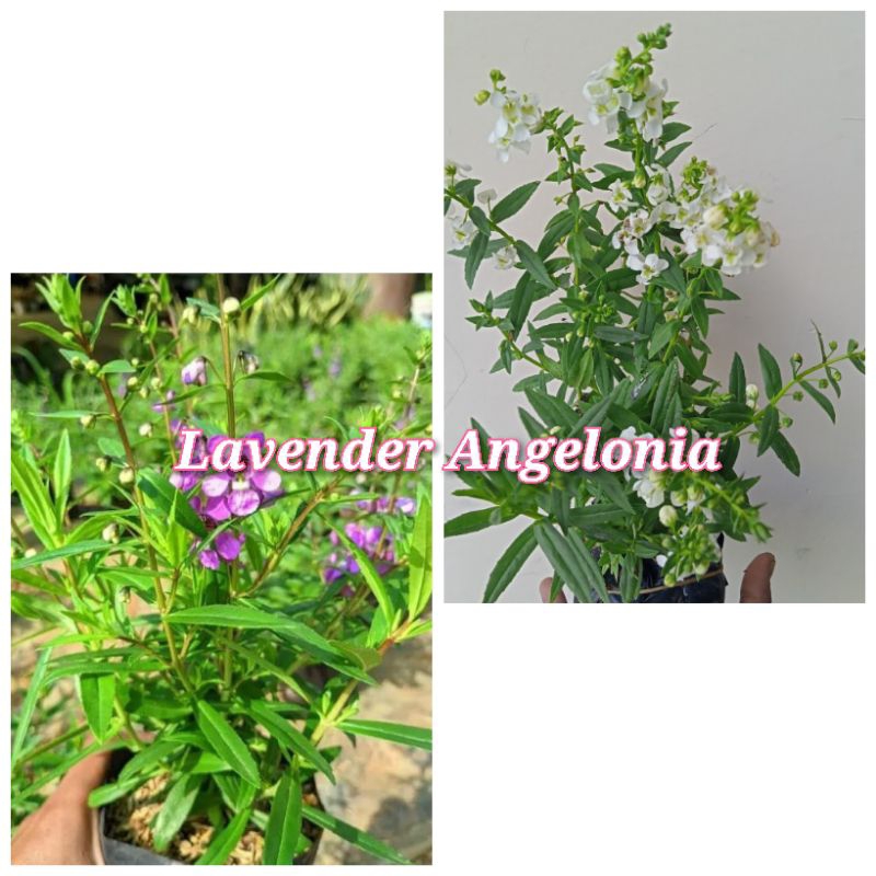 Jual Tanaman Bunga Lavender Angelonia Berbunga | Shopee Indonesia