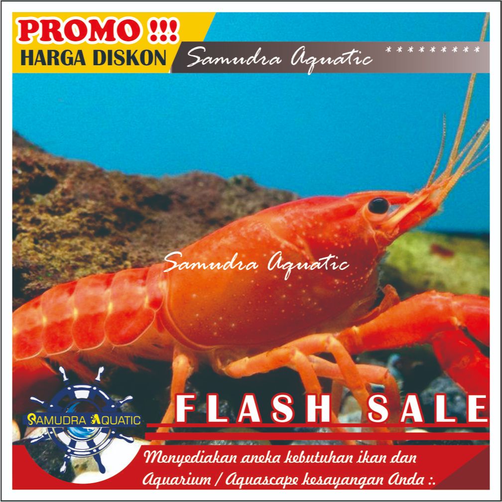 Jual LOBSTER MERAH | LOBSTER Hias Air Tawar | LOBSTER PUTIH | ( KHUSUS ...
