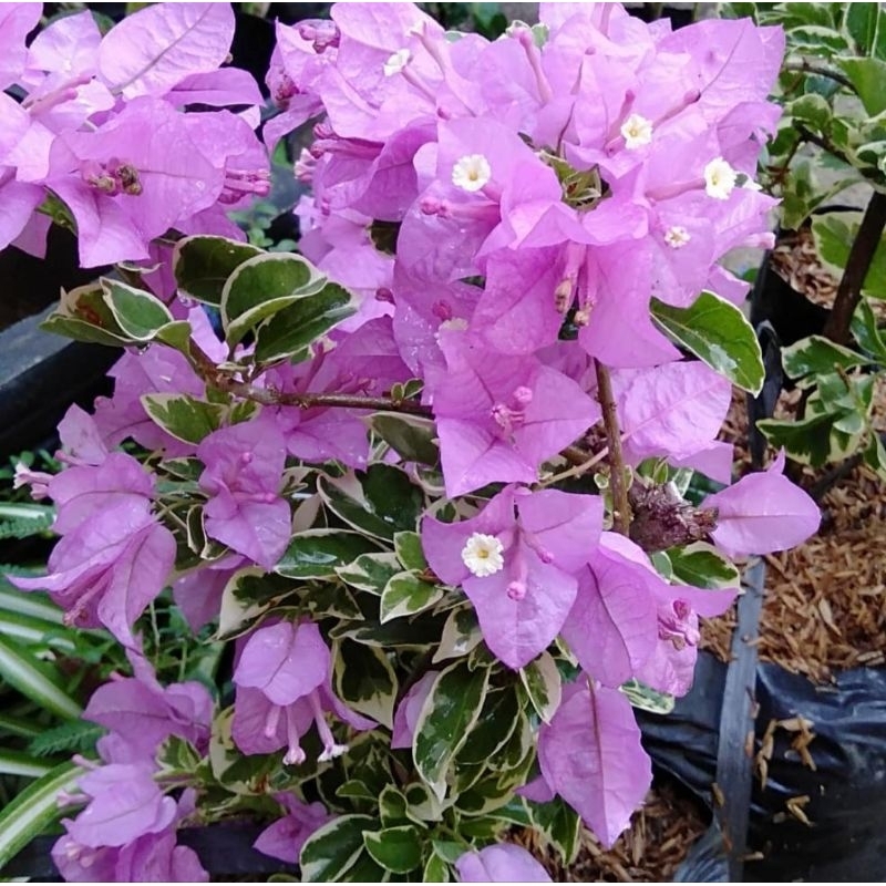 Jual Tanaman Hias Bougenvil Varigata Ungu Shopee Indonesia