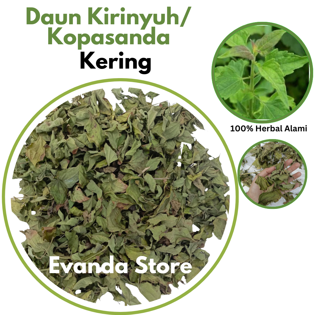 Jual 1kg Daun Kirinyuh Kering murni Daun Kopasanda Daun Balakacida ...