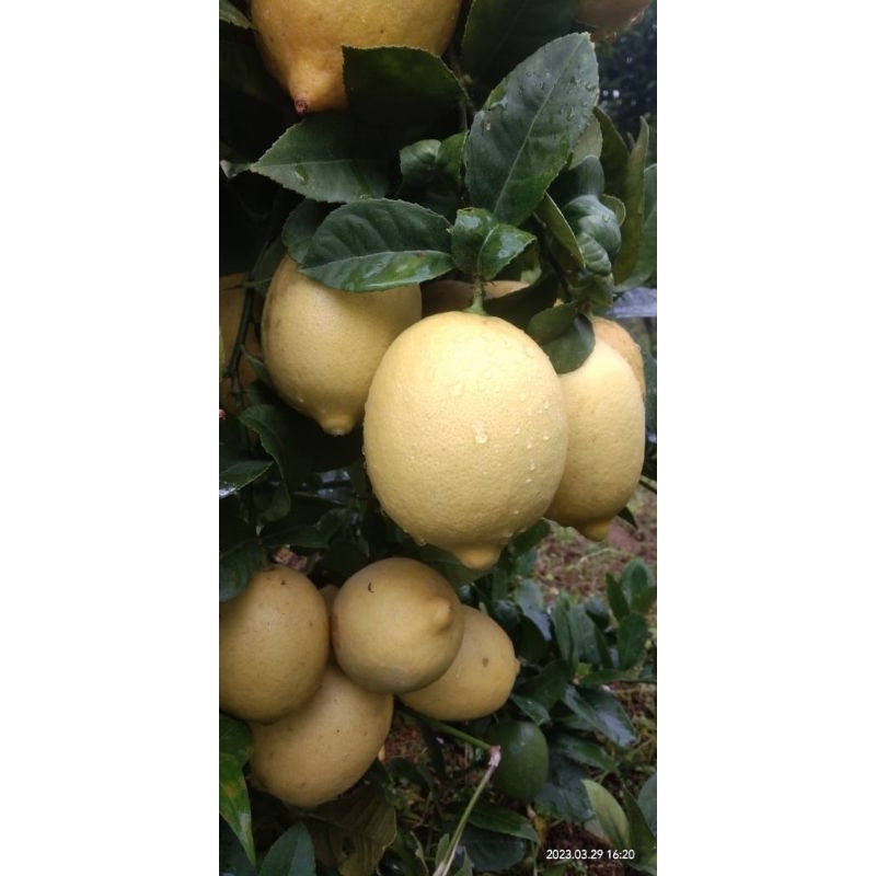 Jual buah jeruk lemon sigles 1 kg MIX ( kecil, sedang, besar)- fresh ...