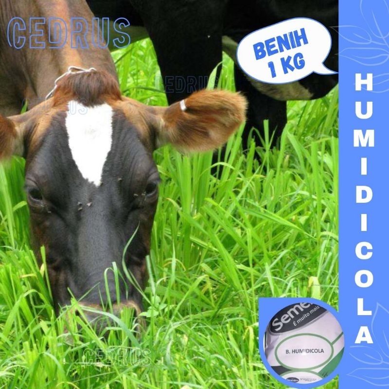 Jual Benih BRACHIARIA HUMIDICOLA 1 kg - Biji Rumput Koronivia | Shopee ...