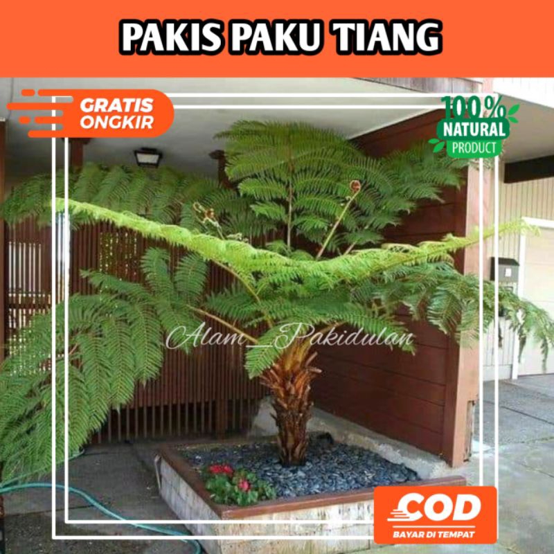 Jual Bibit Pakis Paku Tiang Pakis Purba Peneduh Taman | Shopee Indonesia
