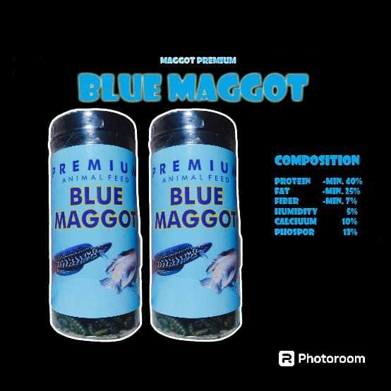 Jual Blue Maggot Pakan Ikan Chana Channa Auranti Maru Arwana Magot ...