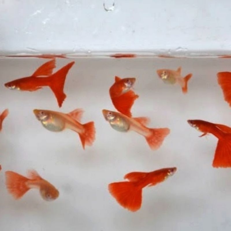 Jual Ikan Hias Guppy Albino Full Red | Shopee Indonesia
