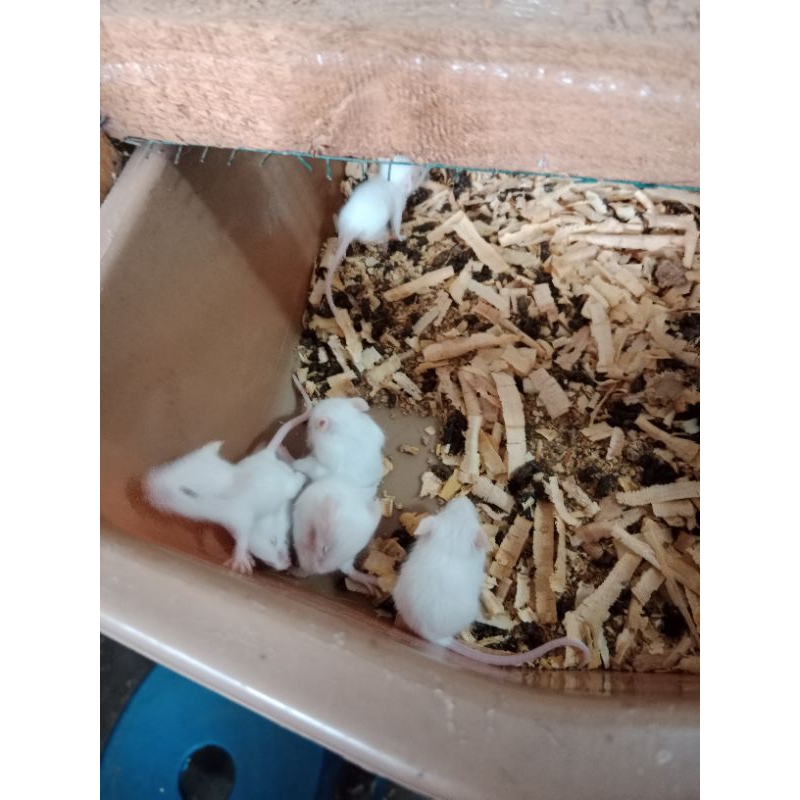 Jual Mencit tikus putih uk Small | Shopee Indonesia