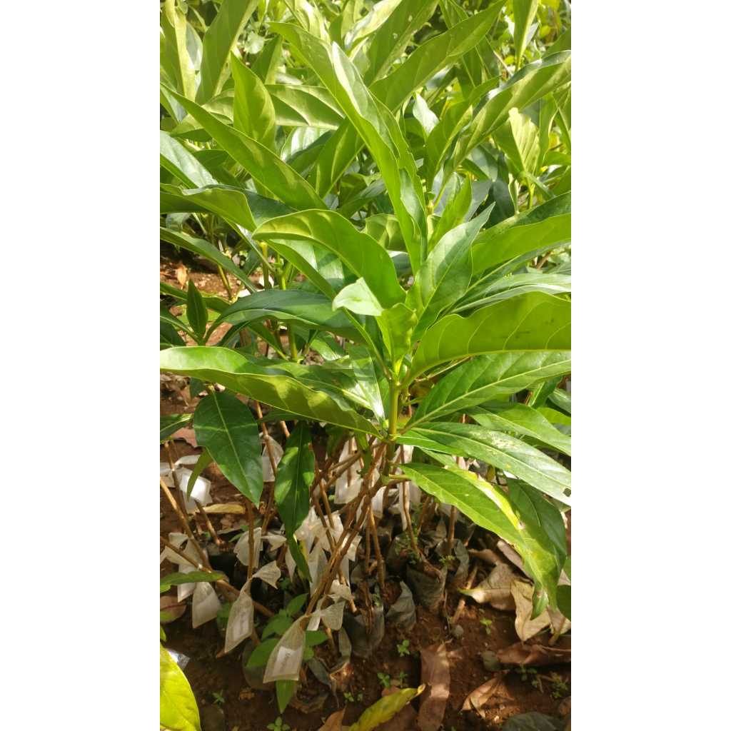 Jual Bibit Tanaman Mengkudu / Pace - Obat Penurun Kolesterol - Siap ...