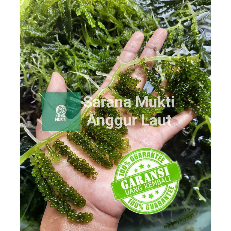 Jual 1kg Anggur Laut Segar/ Latoh/ Lawi-lawi/ Umibudo/ Seagrapes ...