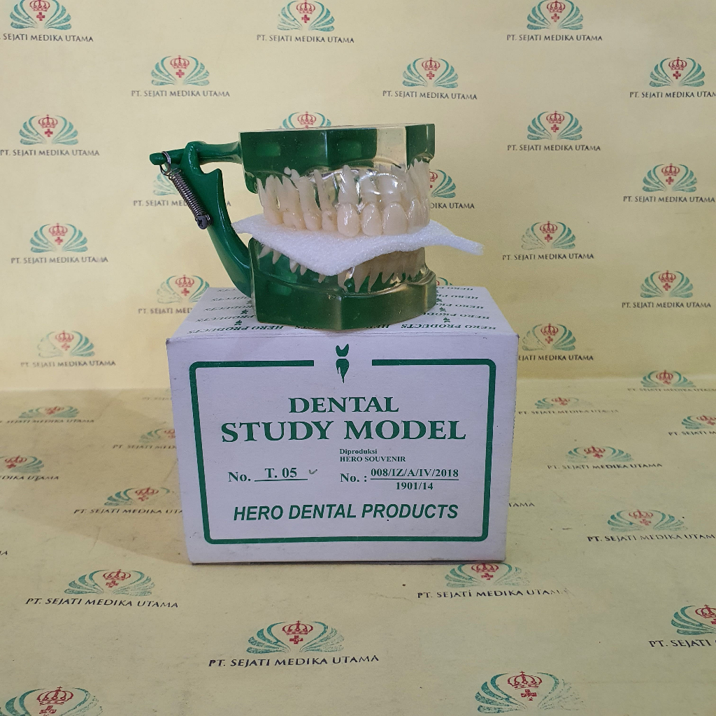Jual Model Gigi Transparan/Study Model Gigi/Transparan/Phantom Gigi ...