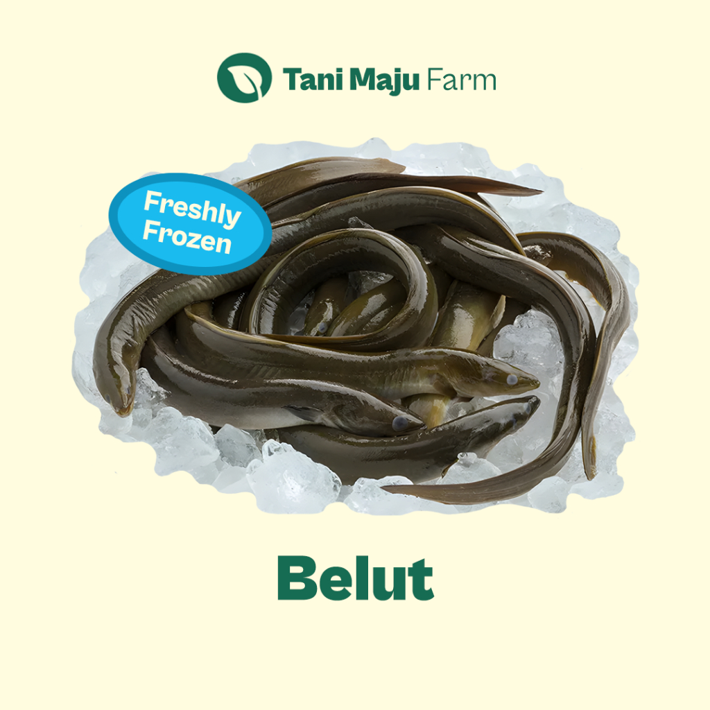 Jual TANI MAJU - Belut Sawah Fresh (500 gram) - Ikan Air Tawar | Shopee ...