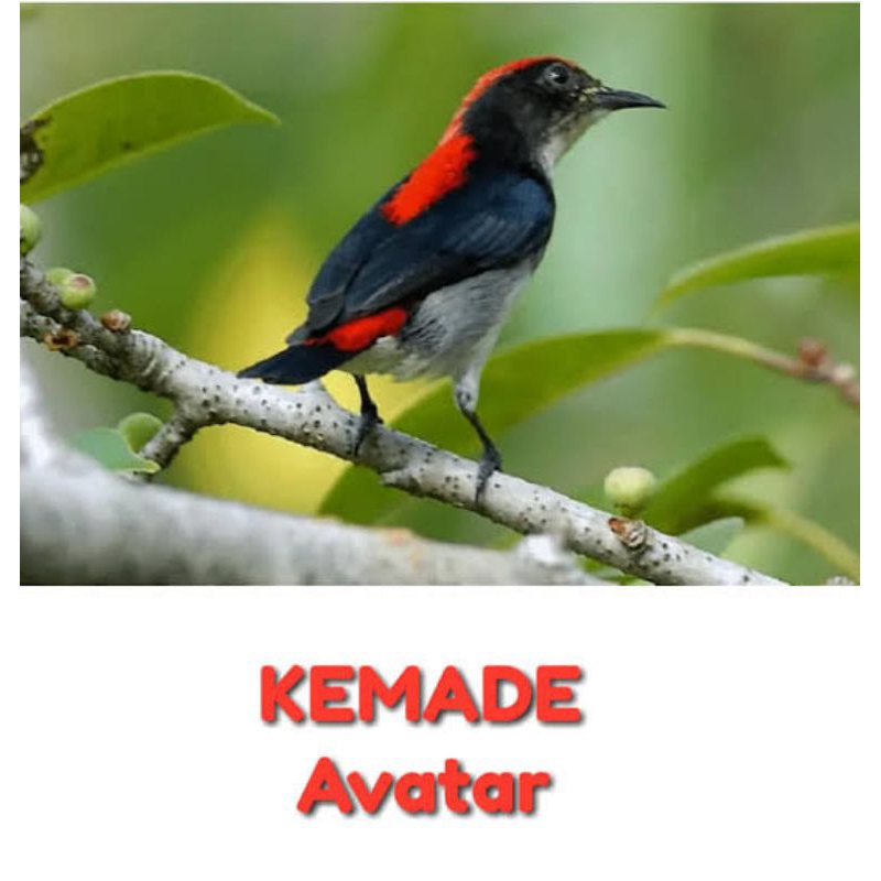 Jual KEMADE AVATAR JANTAN | Shopee Indonesia