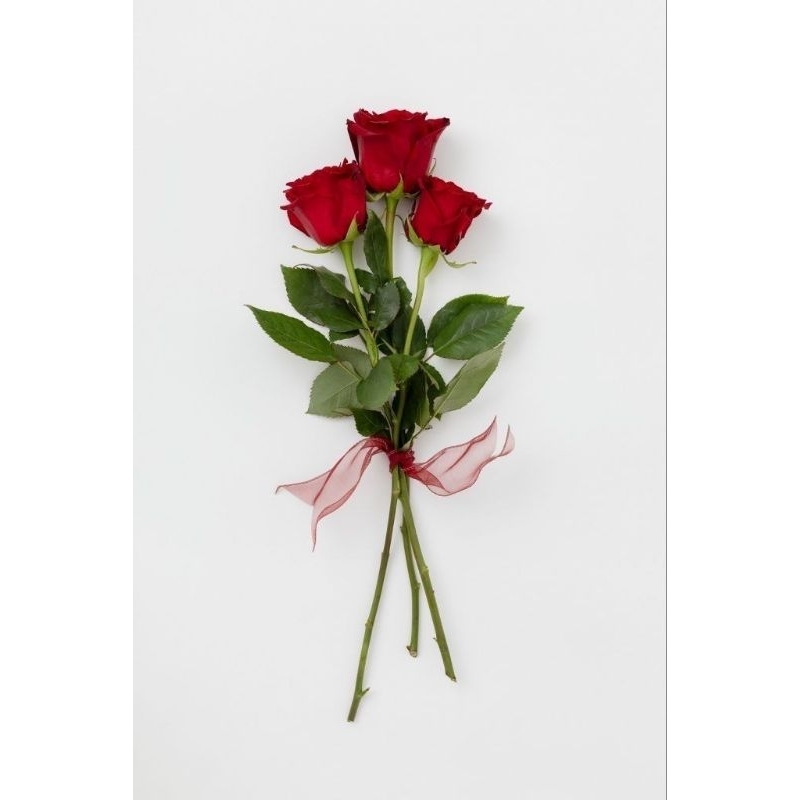 Jual Bunga mawar asli segar 1 tangkai | Shopee Indonesia