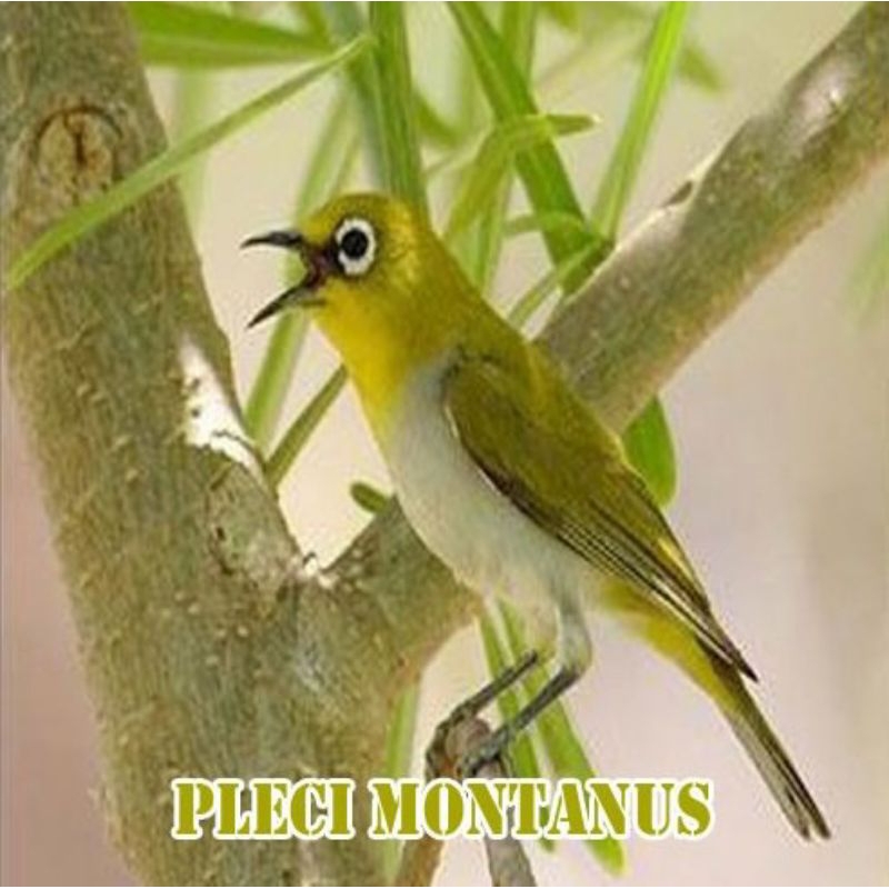 Jual Burung P L Eci Montanus istimewa | Shopee Indonesia