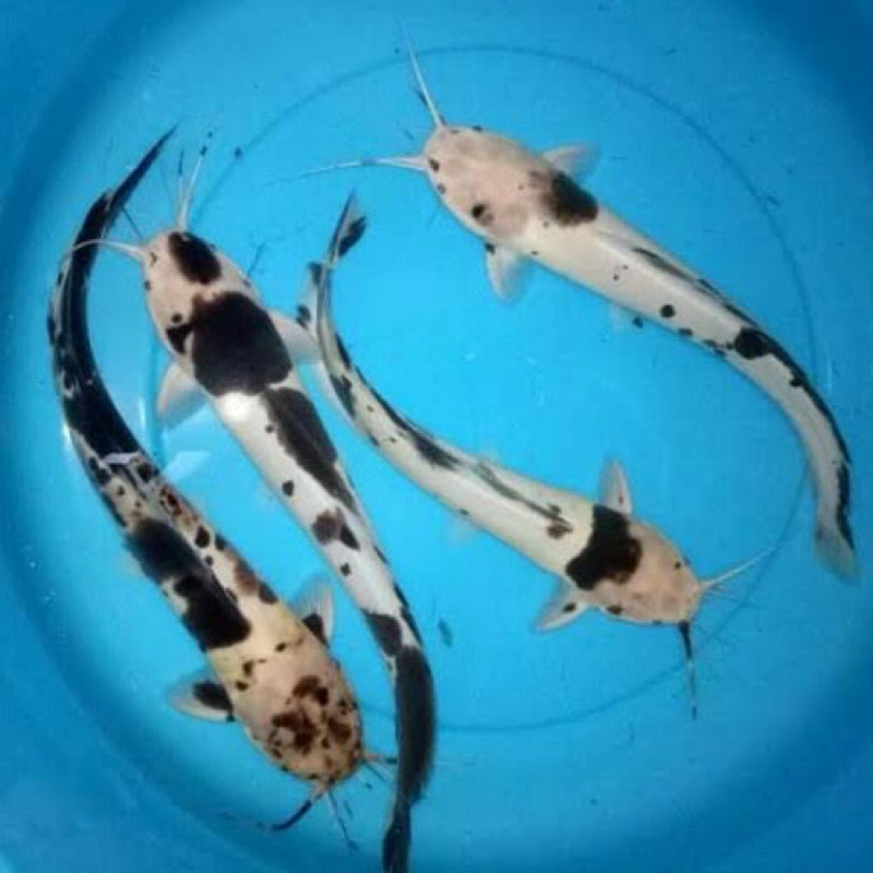 Jual ikan hias hidup tank mate predator lele sapi size L | Shopee Indonesia