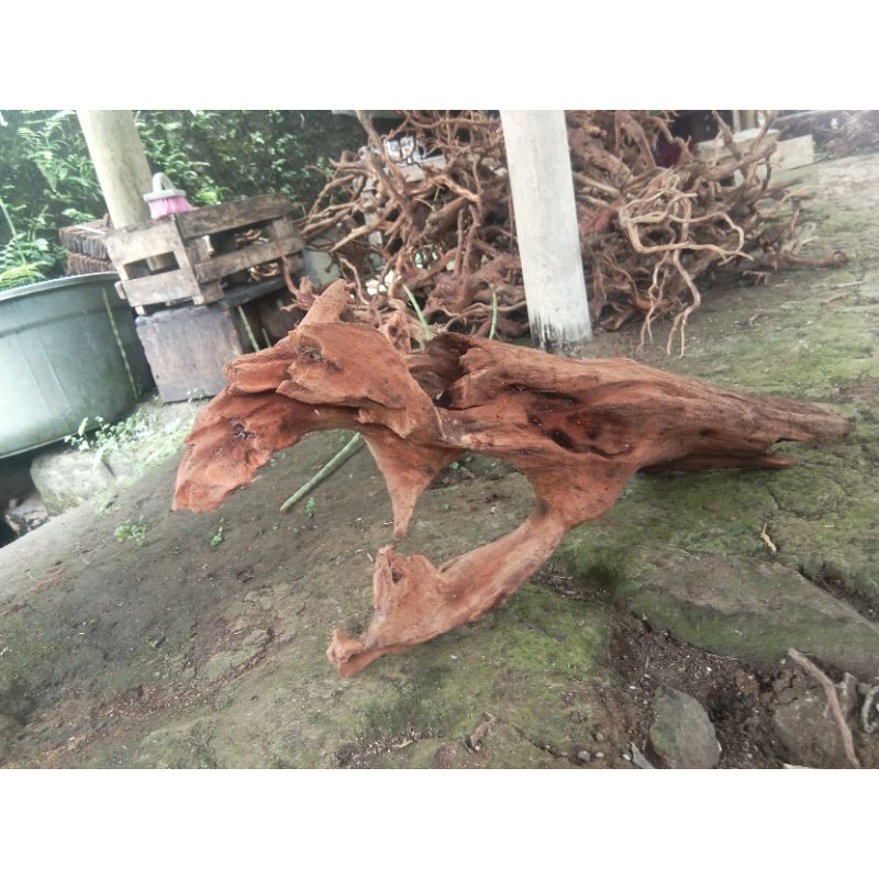 Jual kayu rentek raksamala jumbo hiasan aquarium | Shopee Indonesia