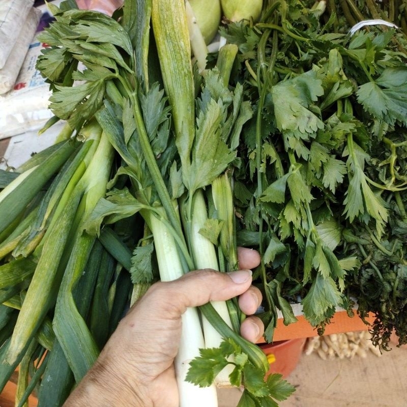 Jual daun SOP daun bawang / DAUN SELEDRI | Shopee Indonesia