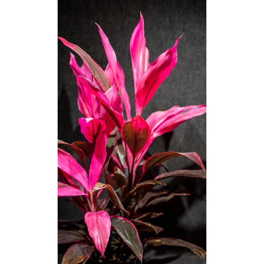 Jual Tanaman Hias Hanjuang Merah Andong Merah | Shopee Indonesia