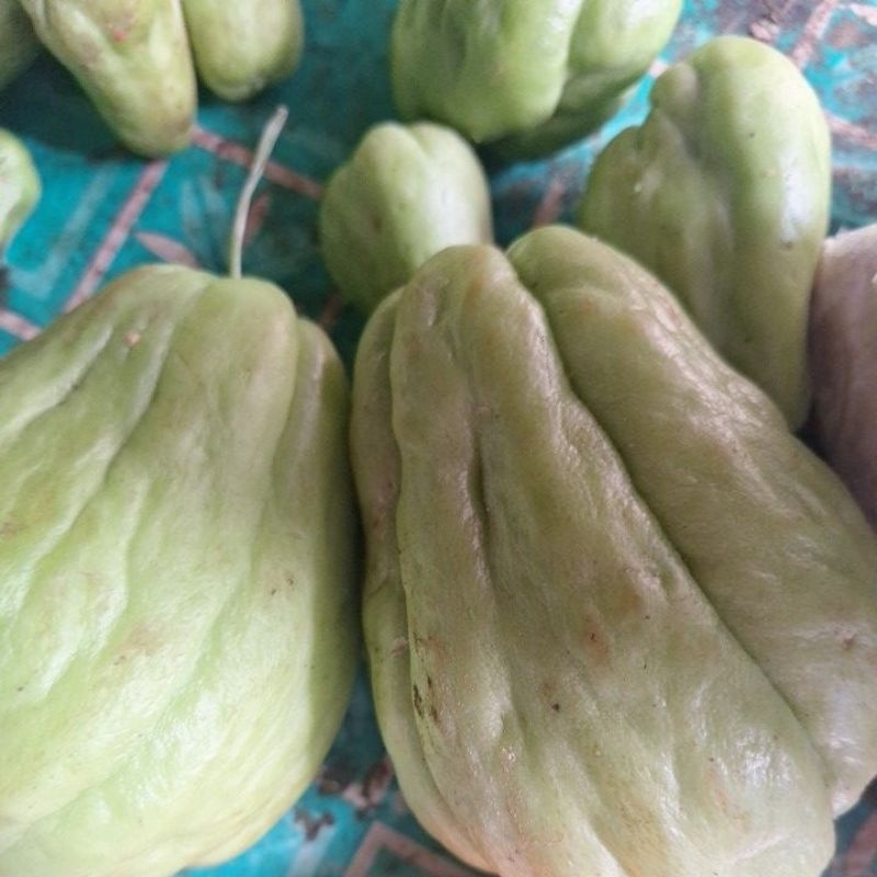 Jual LABU SIAM/ GAMBAS | Shopee Indonesia