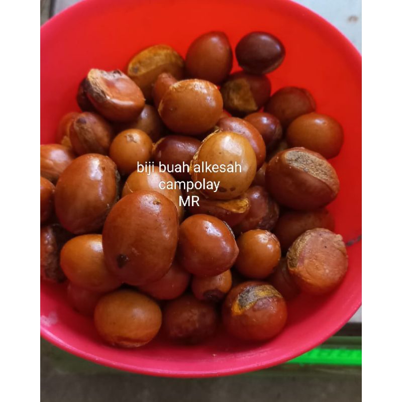 Jual Biji buah campolay campoleh biji alkesah khusus biji bisa buat ...
