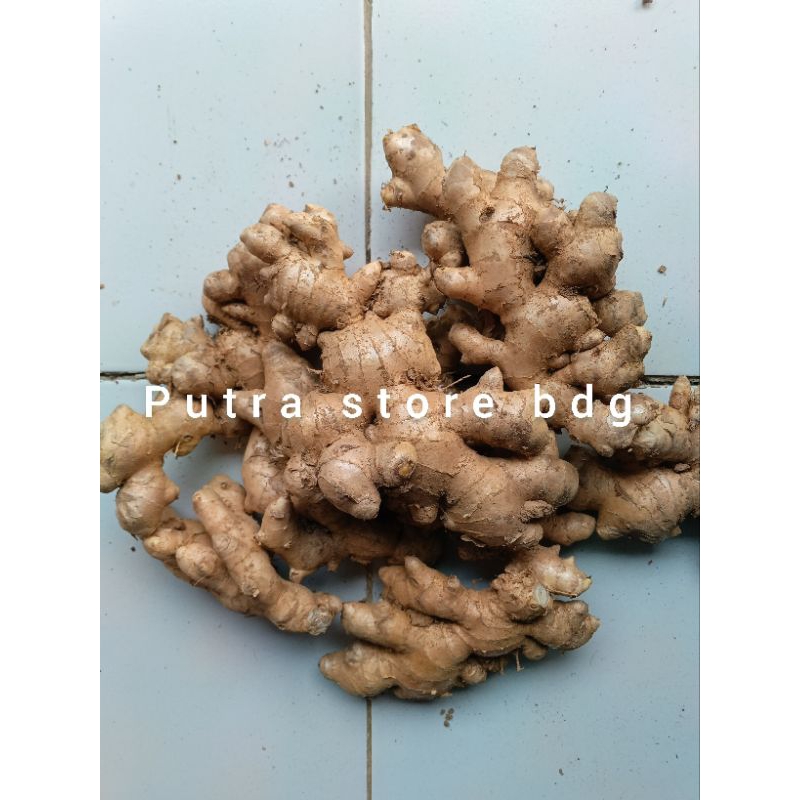 Jual Jahe gajah atau jahe putih - 1 kg | Shopee Indonesia