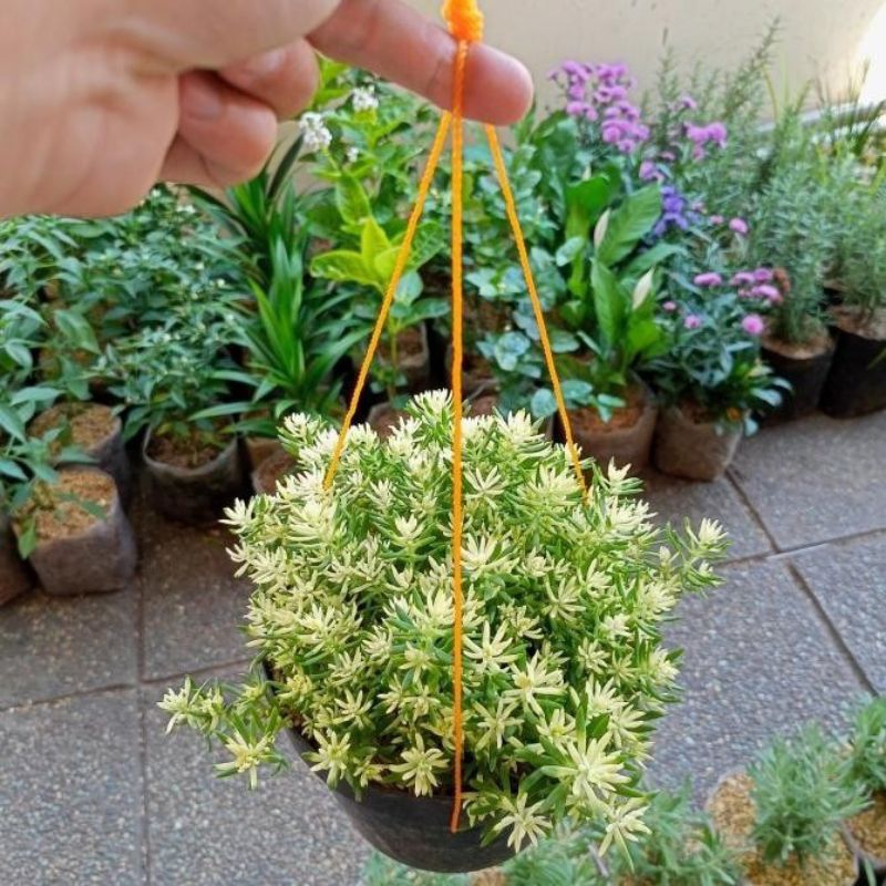 Jual tanaman gantung rumput jarum variegata | Shopee Indonesia
