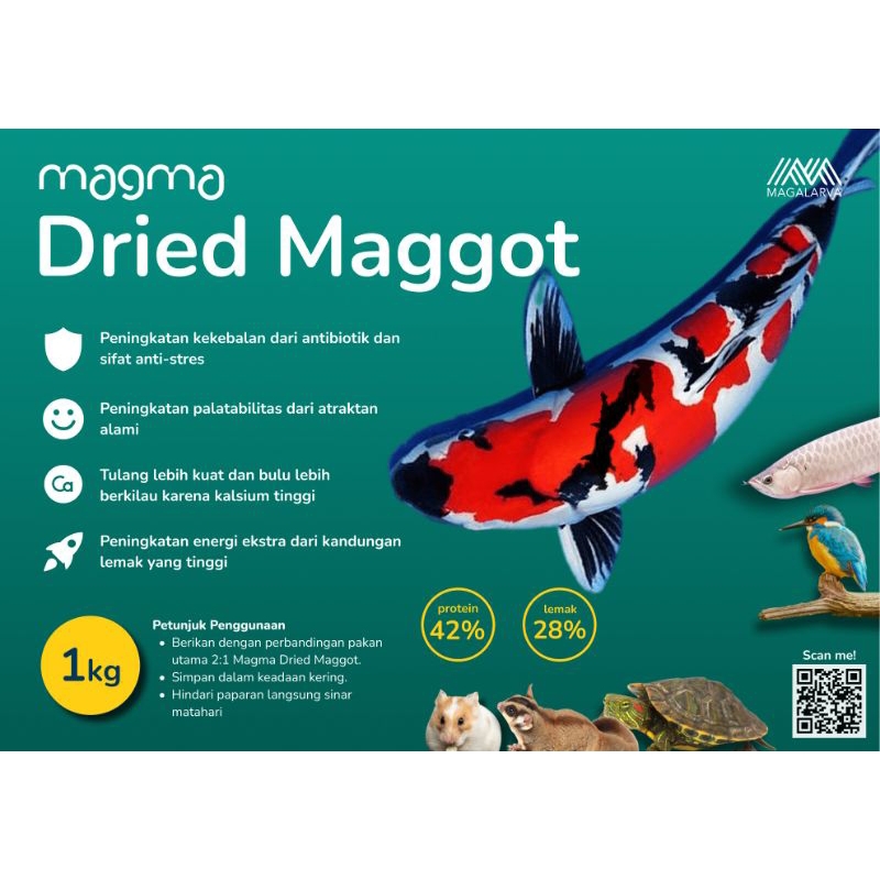 Jual Magma Dried Maggot 1kg [ORI] - Magot Kering Pakan Koi, Channa ...