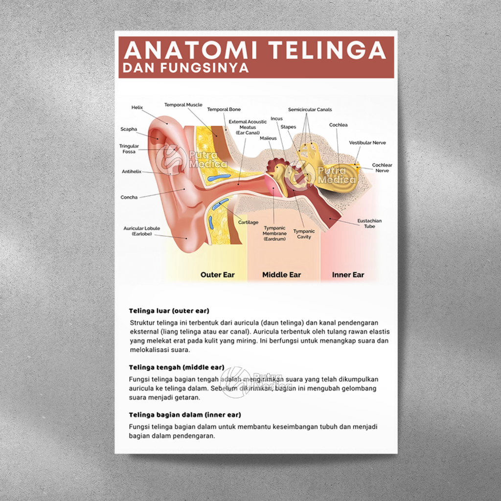 Jual Poster Kesehatan Anatomi Telinga dan Fungsinya A3+ / Gambar ...