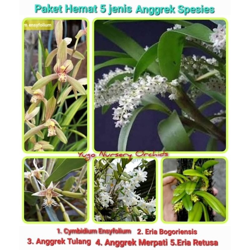 Jual Paket Anggrek Spesies super Murah Anggrek cymbidum Ensyfolium eria ...