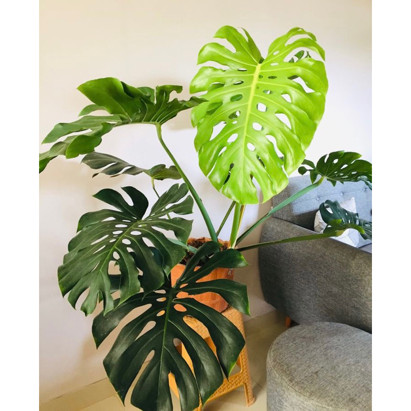 Jual Tanaman Monstera Deliciosa King Bunga Philodendron Monstera King ...