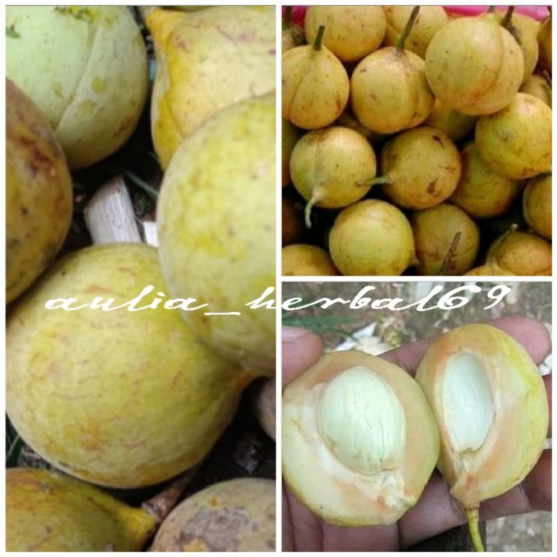 Jual Buah pala muda segar utuh 1kg | Shopee Indonesia