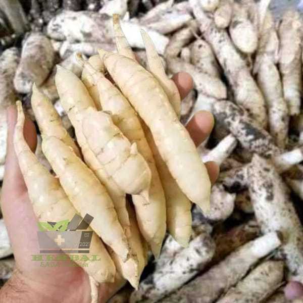 Jual Umbi Garut Segar Umbi Sagu fresh Maranta arundinacea 500 gram ...