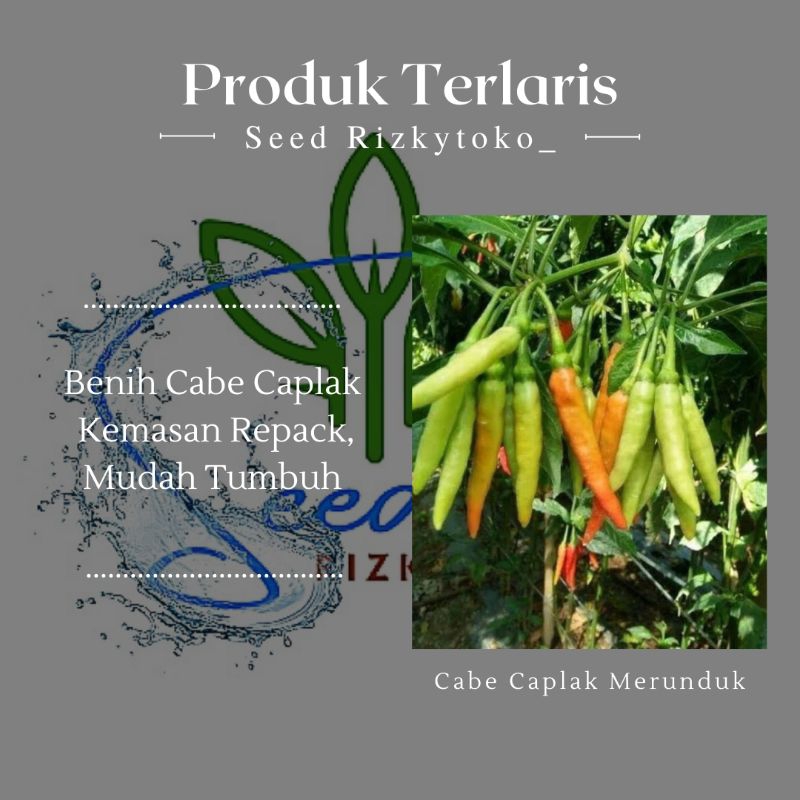 Jual Benih cabe rawit caplak merunduk 20biji repacking | Shopee Indonesia