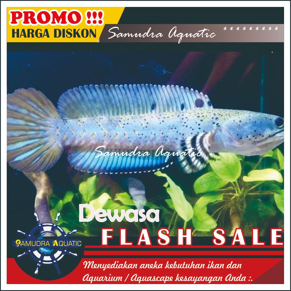 Jual CHANA BABY | CHANA BLUE PULCRA | CHANA | (KHUSUS INSTAN) | Shopee ...