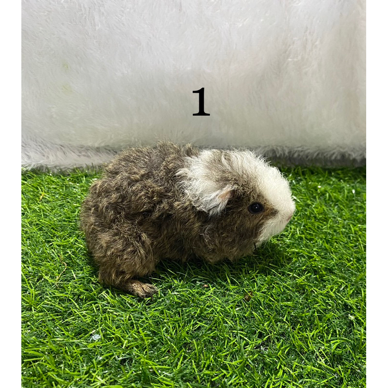 Jual guinea pig Texel / marmut hias texel /guinea pig texel | Shopee ...