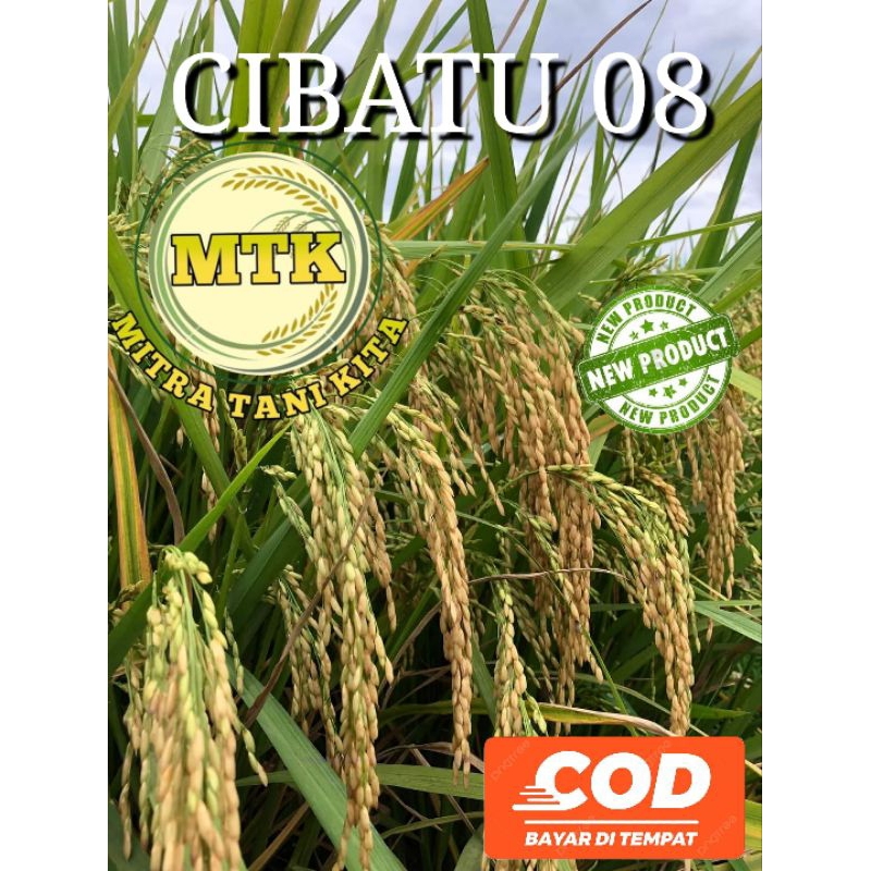 Jual BENIH PADI CIBATU 08 TERBARU KEMASAN 5KG ORIGINAL | Shopee Indonesia