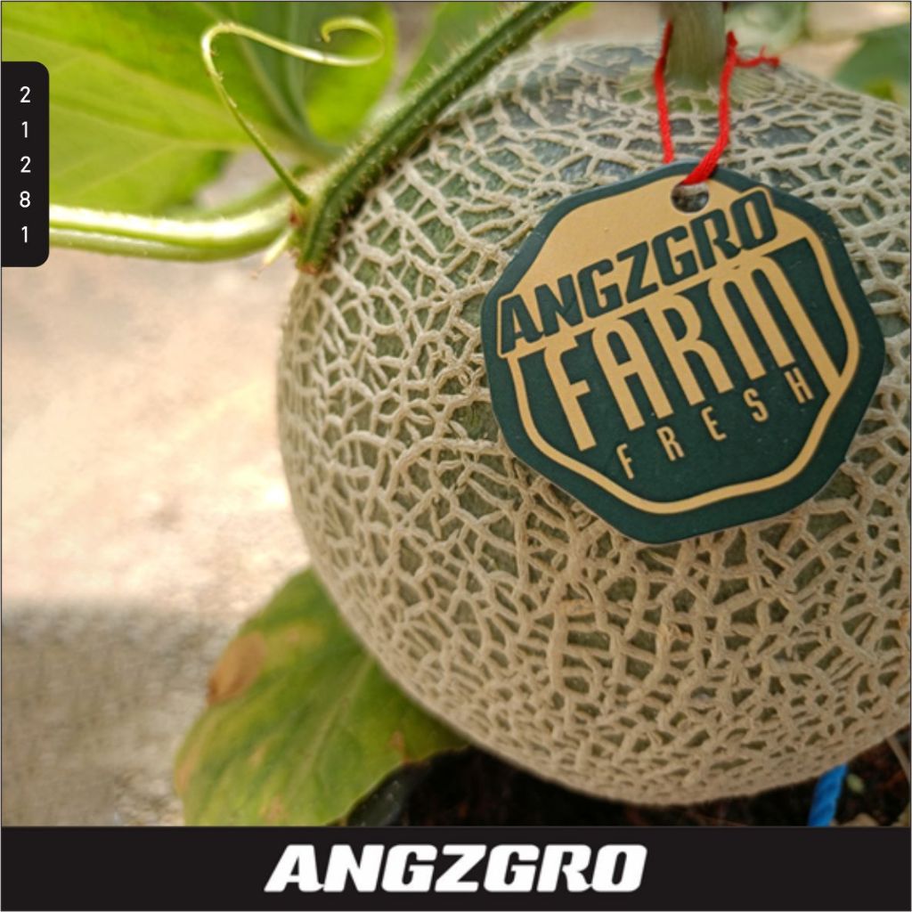 Jual Melon Jepang Fujisawa Hydroponik 800 Gram /Pack | Shopee Indonesia