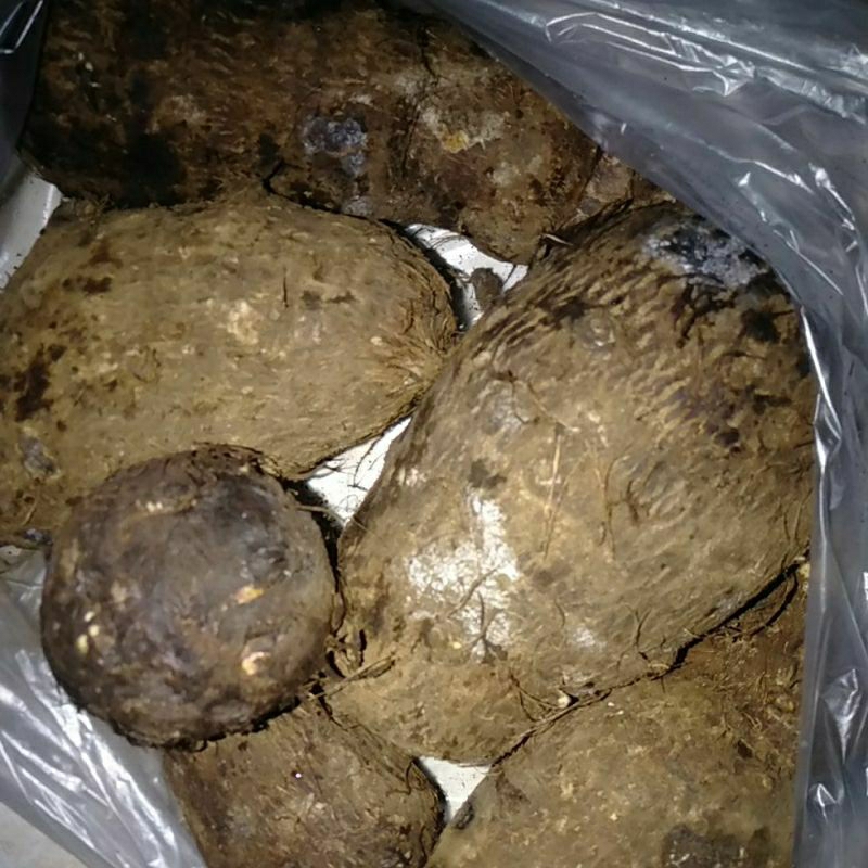Jual Umbi Kimpul Talas Mbote | Shopee Indonesia